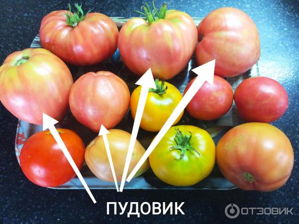 Отзыв о Семена томата Сибирский Сад "Пудовик" | до килограмма не ...