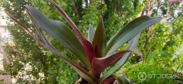 Отзыв о Комнатное растение Рео | Оно просто неубиваемое...