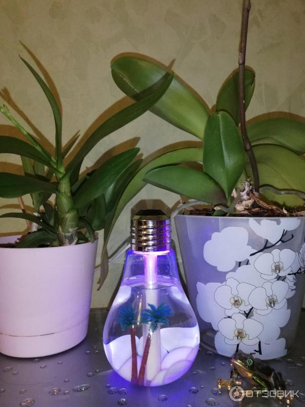 Отзыв о Увлажнитель воздуха Proffi PH8751 "Лампочка" | Понравилась орхидеям)
