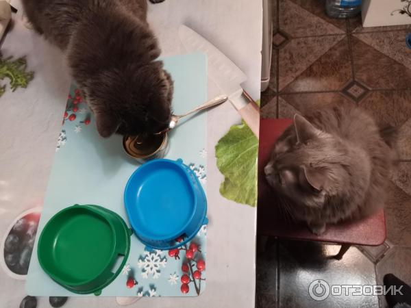 Отзыв о Корм консервированный для кошек Yummy "Мясной Деликатес ...